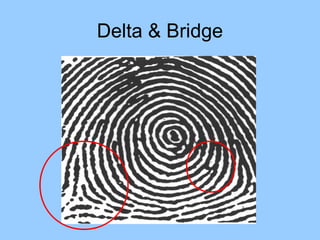 Fingerprint development and Ridge Characteristics | PPT