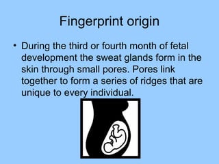 Fingerprint development and Ridge Characteristics | PPT