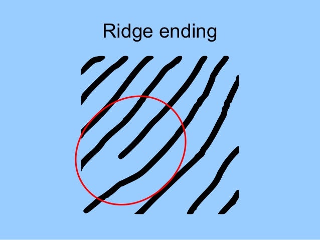 Fingerprint development and Ridge Characteristics