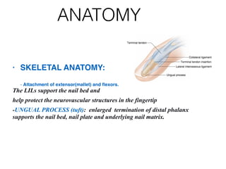 Fingertip injury | PDF