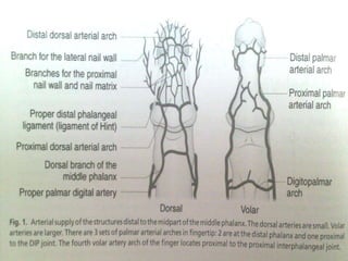 Finger tip injuries & management | PPTX