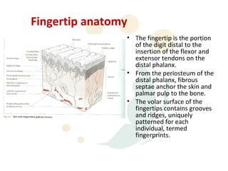 Fingertip recon | PPT