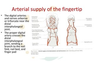 Fingertip recon | PPT