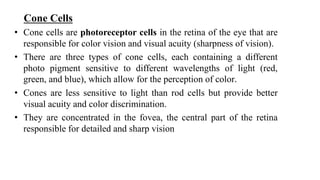 FINIAL. Eye as a camera system for human | PPTX