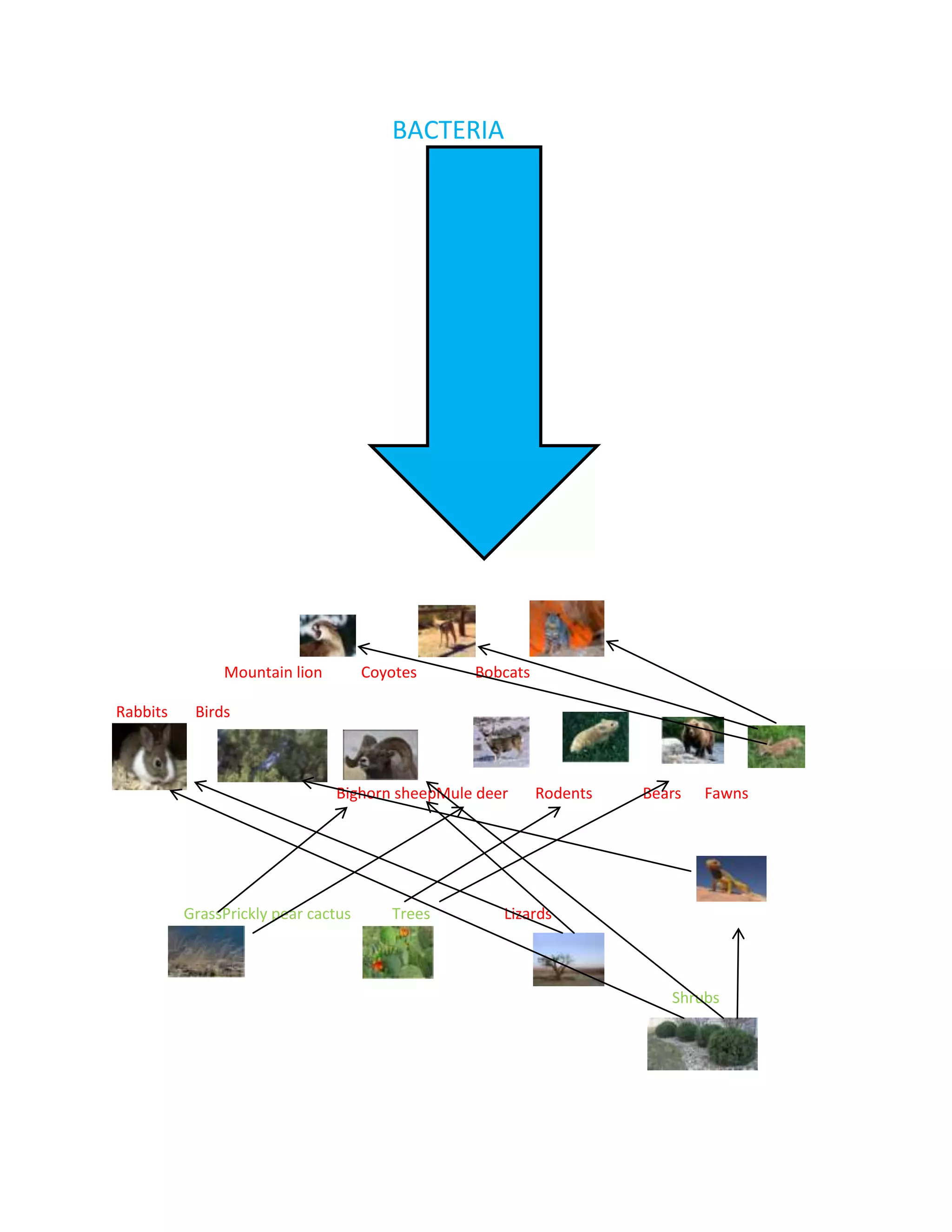 Finished food web | DOCX