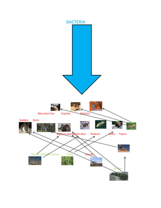 Finished food web | PDF