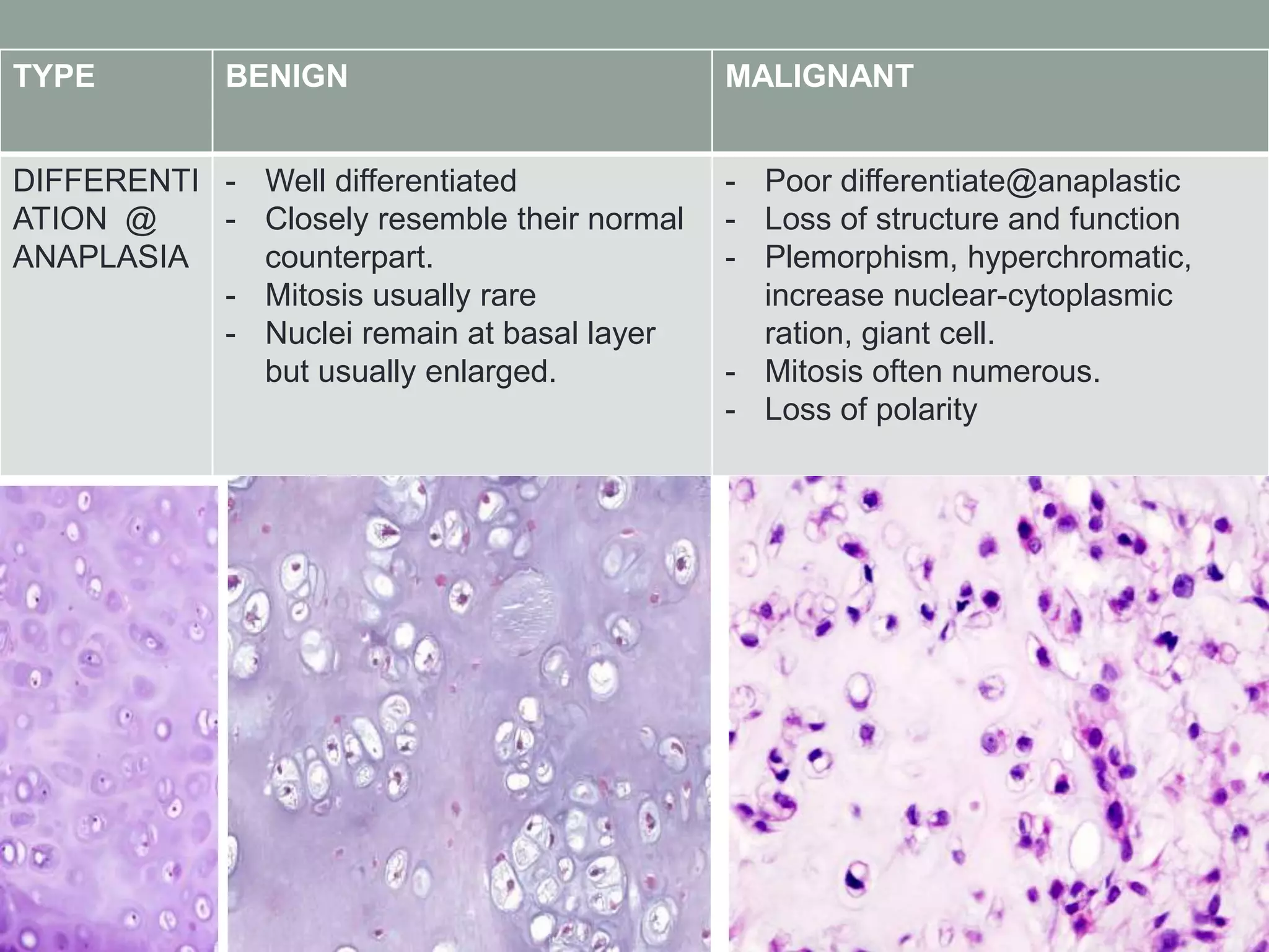 Neoplasia & Carcinogenesis | PPTX
