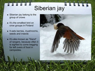 Finland C O M E N I U S | PDF | Hunting and Shooting | Sports