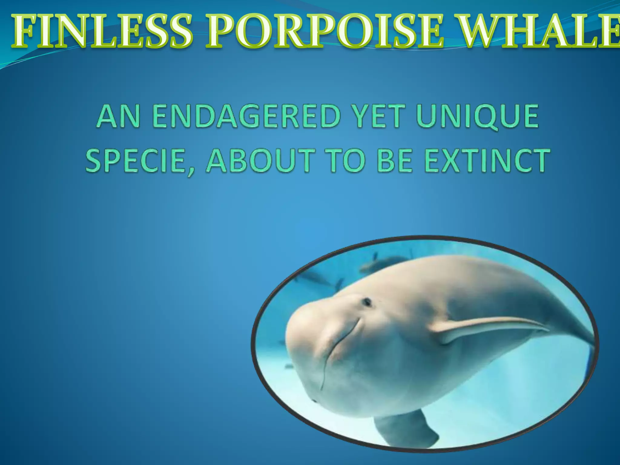 Finless porpoise whale | PPTX