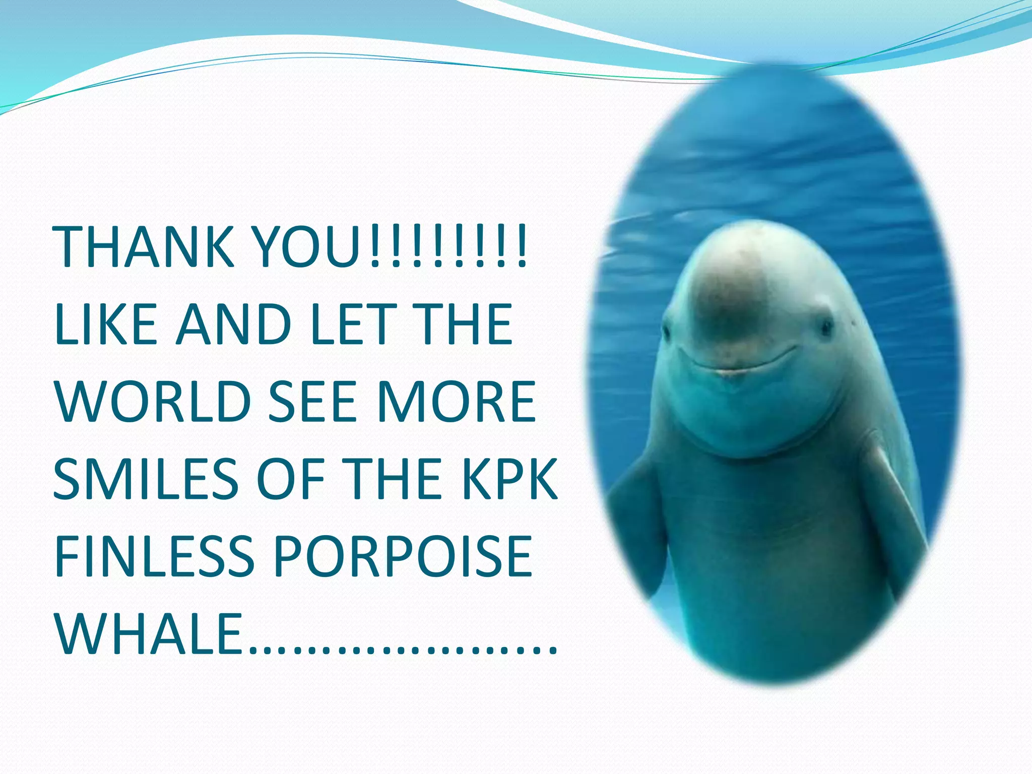 Finless porpoise whale | PPTX