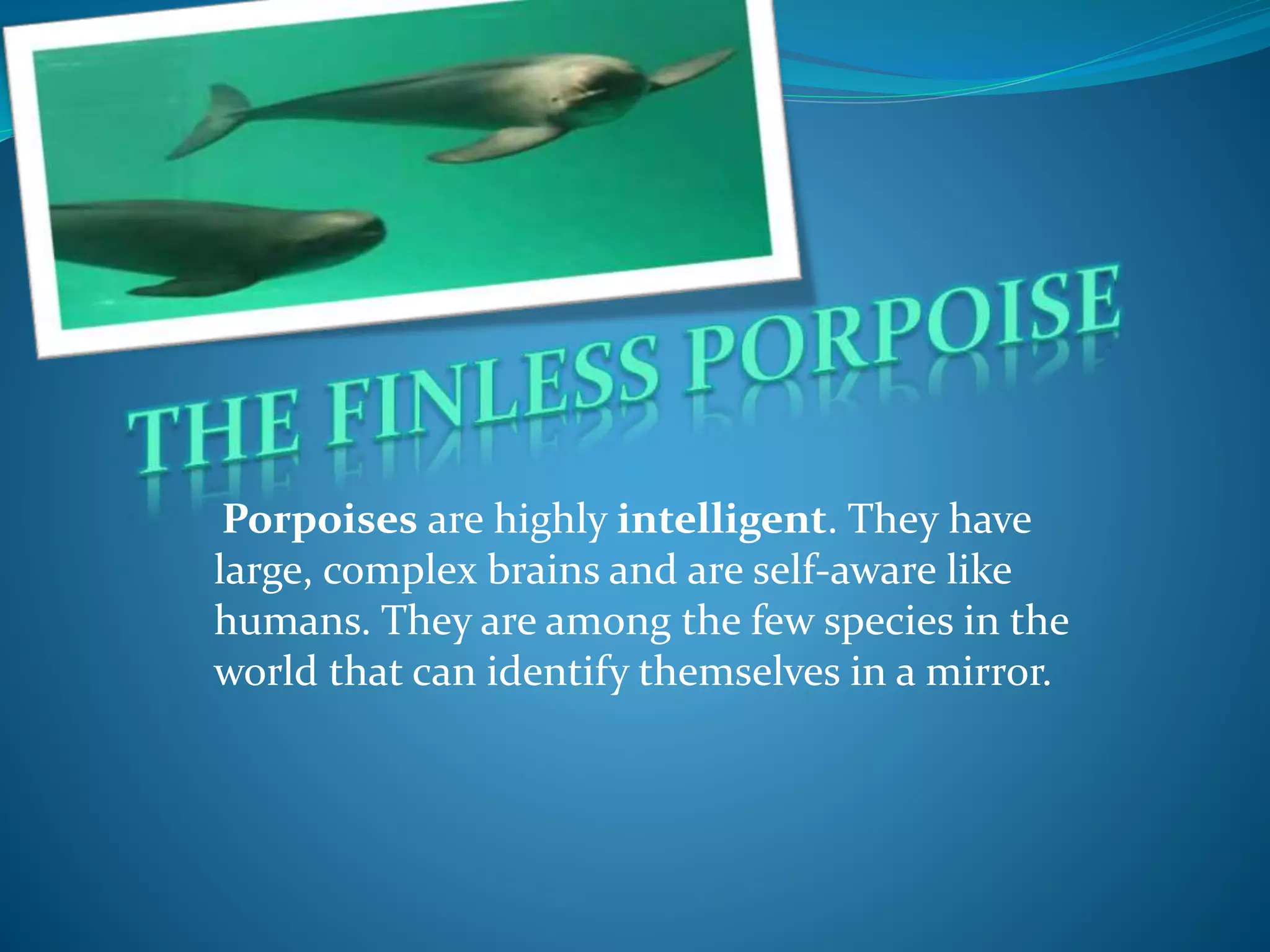 Finless porpoise whale | PPTX