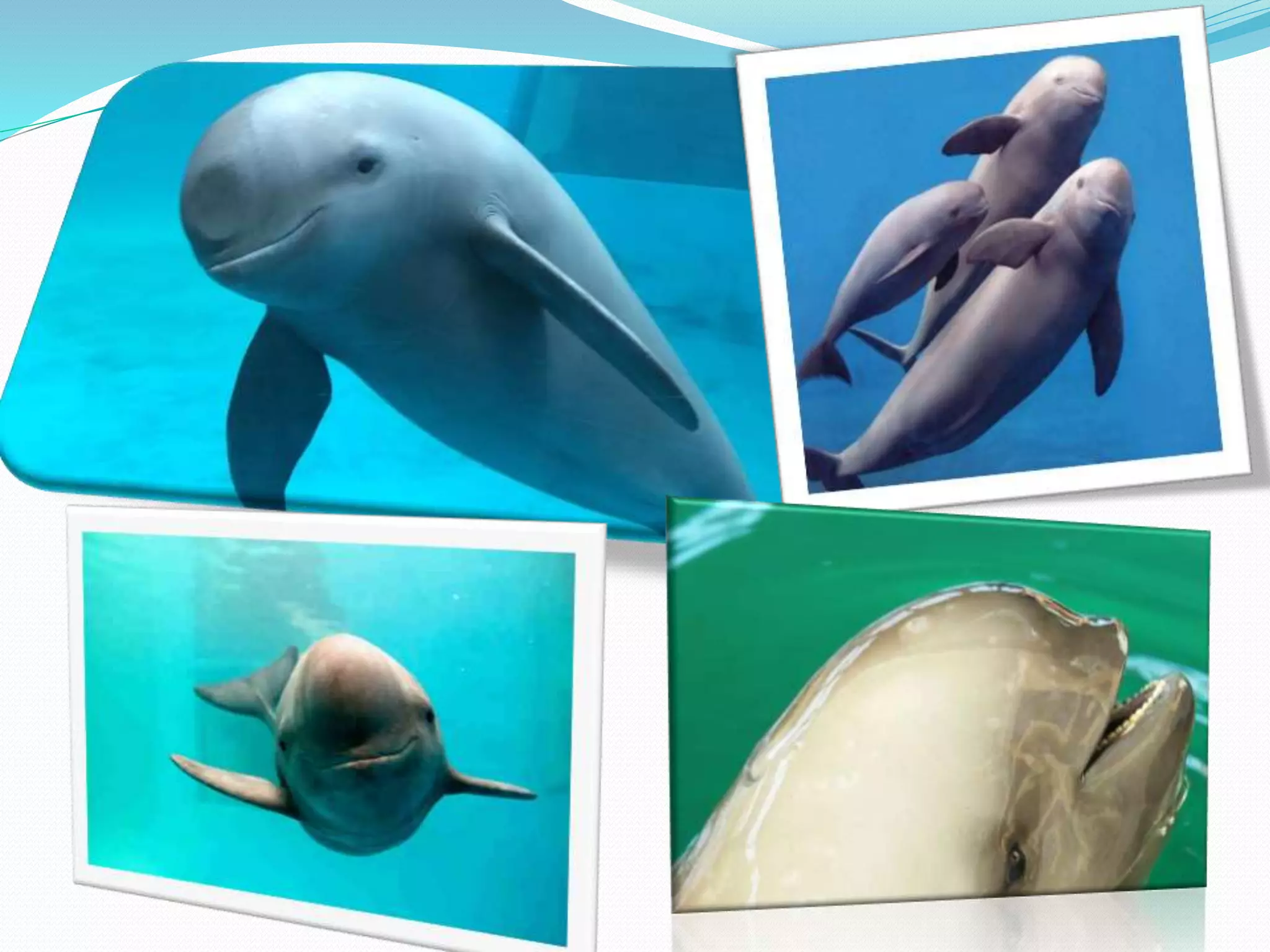 Finless porpoise whale | PPTX