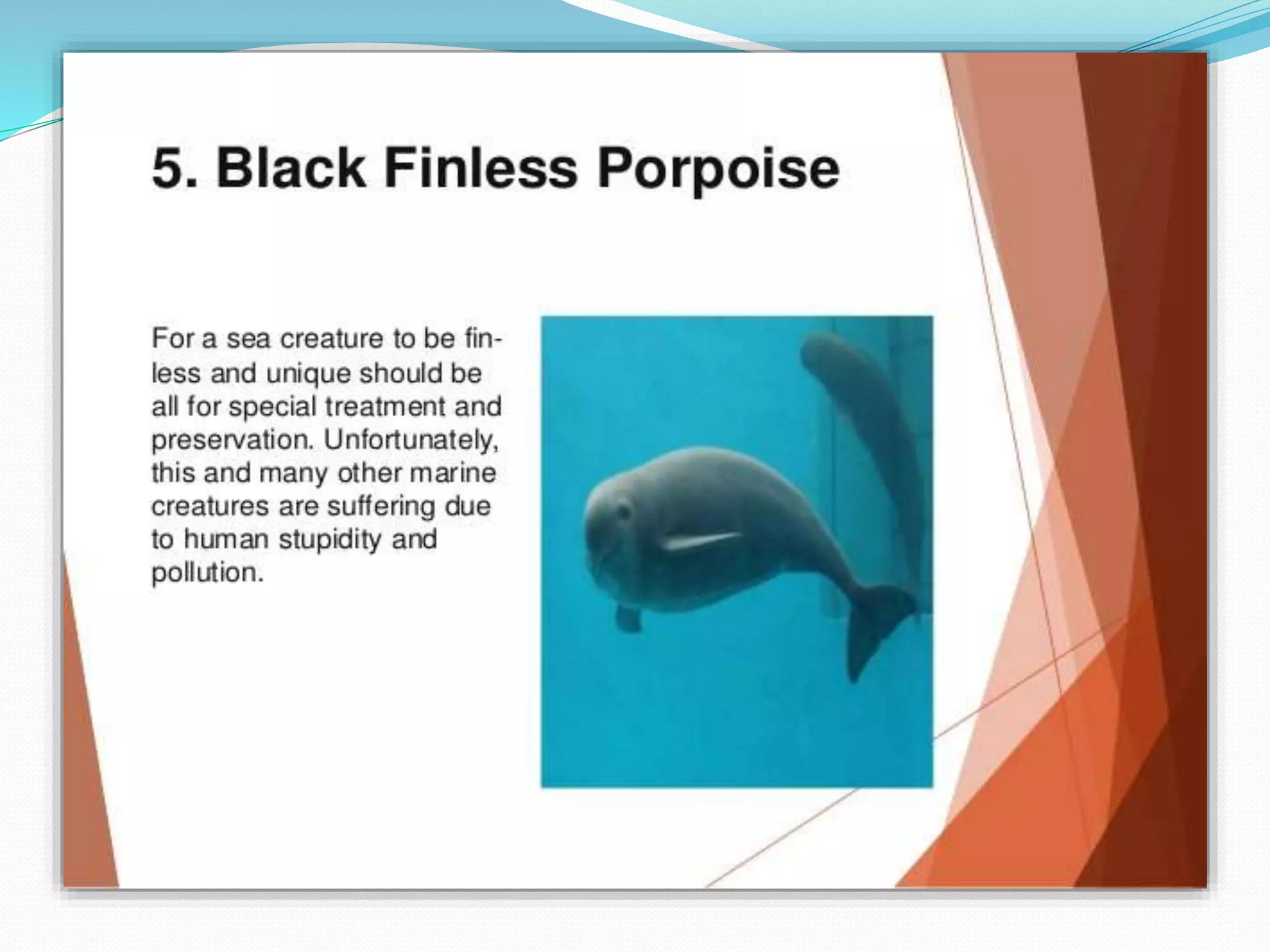 Finless porpoise whale | PPTX