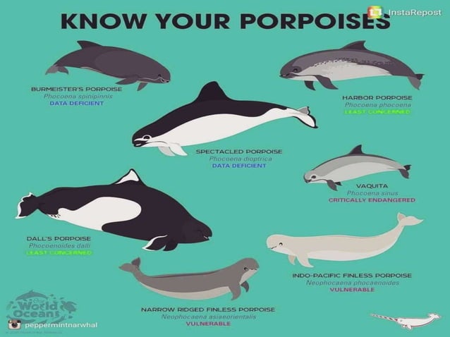 Finless porpoise whale | PPTX