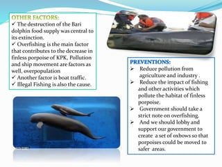 Finless porpoise whale | PPTX