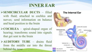 PRESENTATION ON EAR.pptx | Ear, Nose and Throat Conditions | Diseases ...