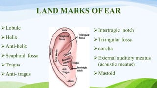 PRESENTATION ON EAR.pptx | Ear, Nose and Throat Conditions | Diseases ...