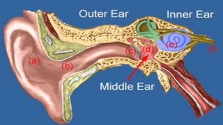 PRESENTATION ON EAR.pptx