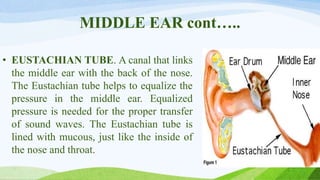 PRESENTATION ON EAR.pptx