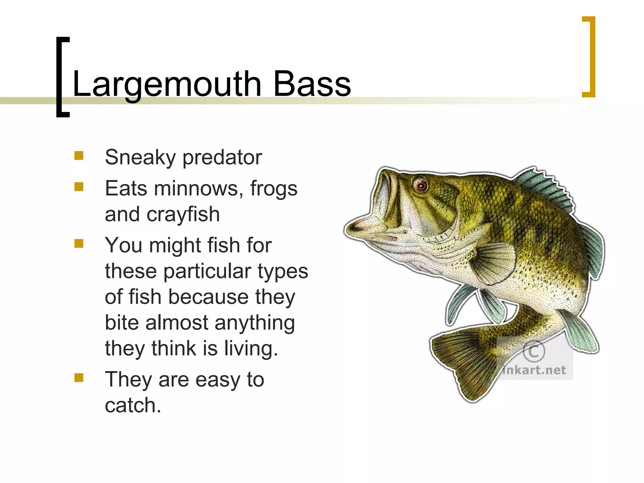 Finn loves fishing for bass! | PPT