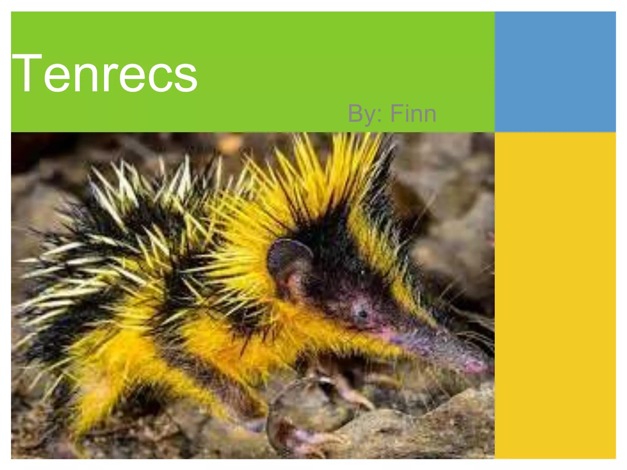 Finn's Tenrec Research | PPTX