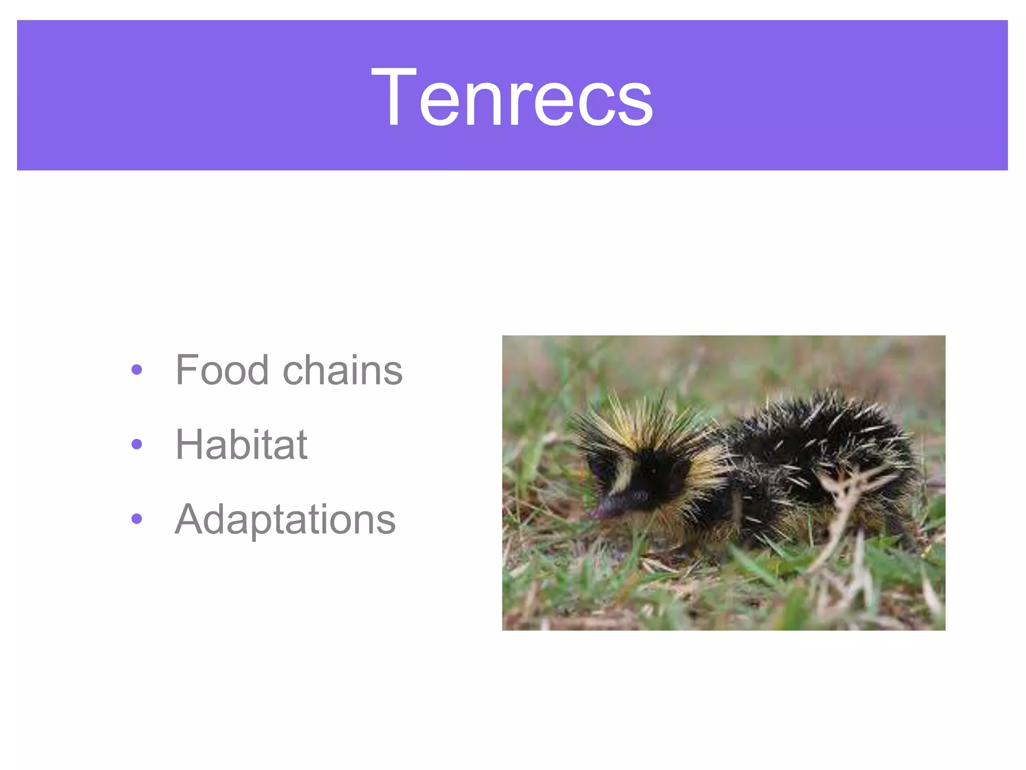 Finn's Tenrec Research | PPTX