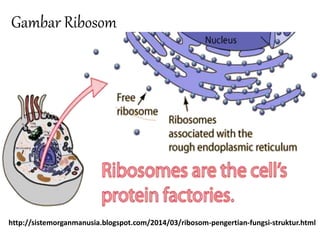 Ribosom dan Retikulum Endoplasma | PPTX