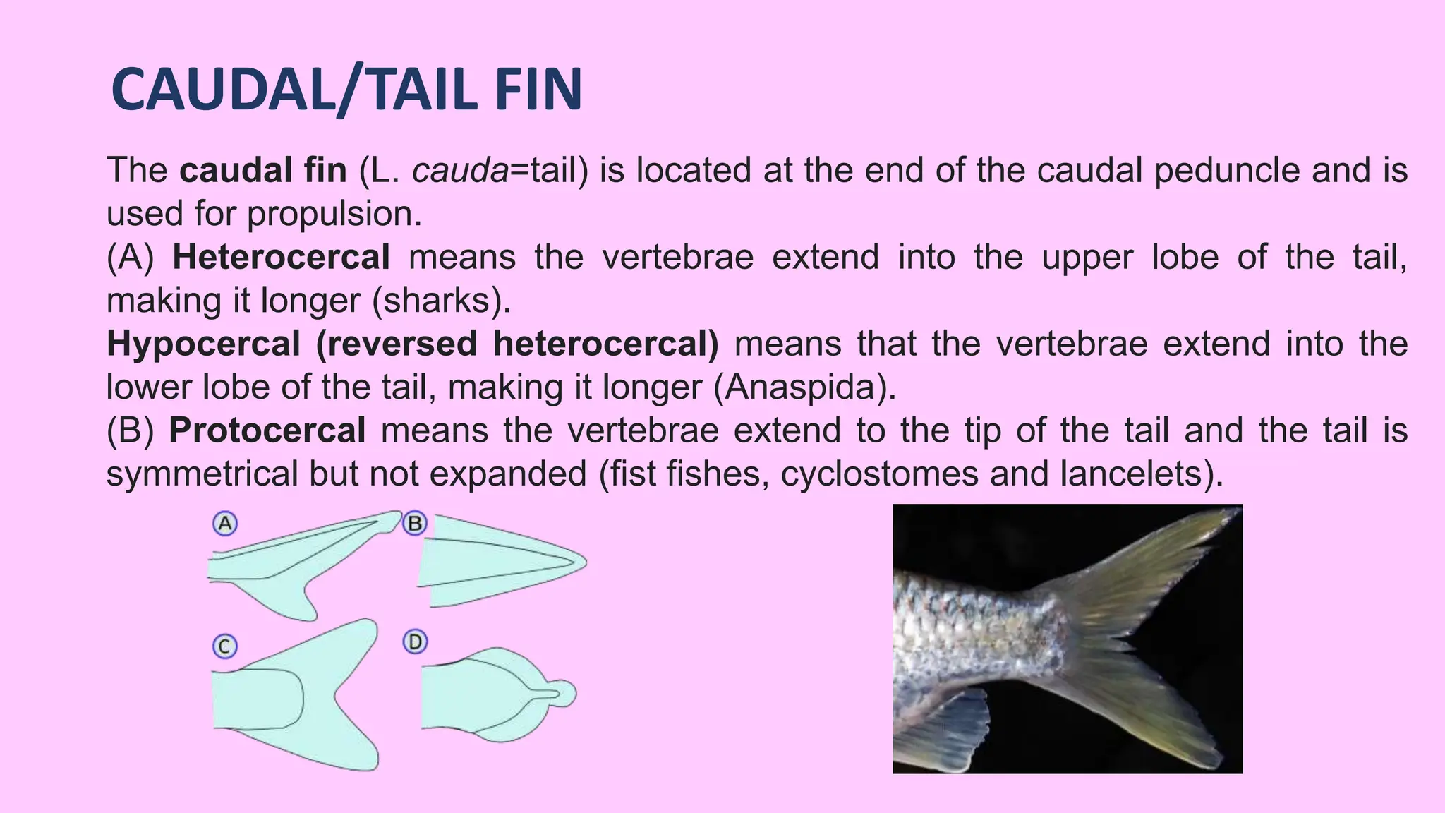 Fins and locomotion in fishes by Iram Bee M.Sc. II Year.pptx