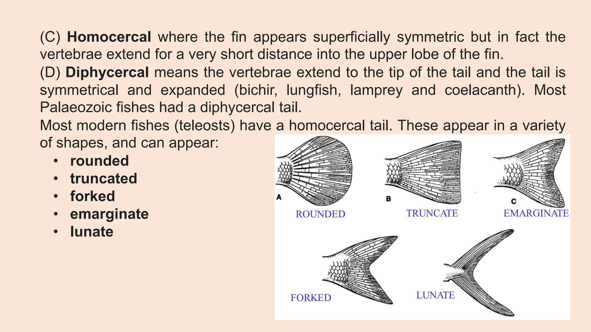 Fins and locomotion in fishes by Iram Bee M.Sc. II Year.pptx