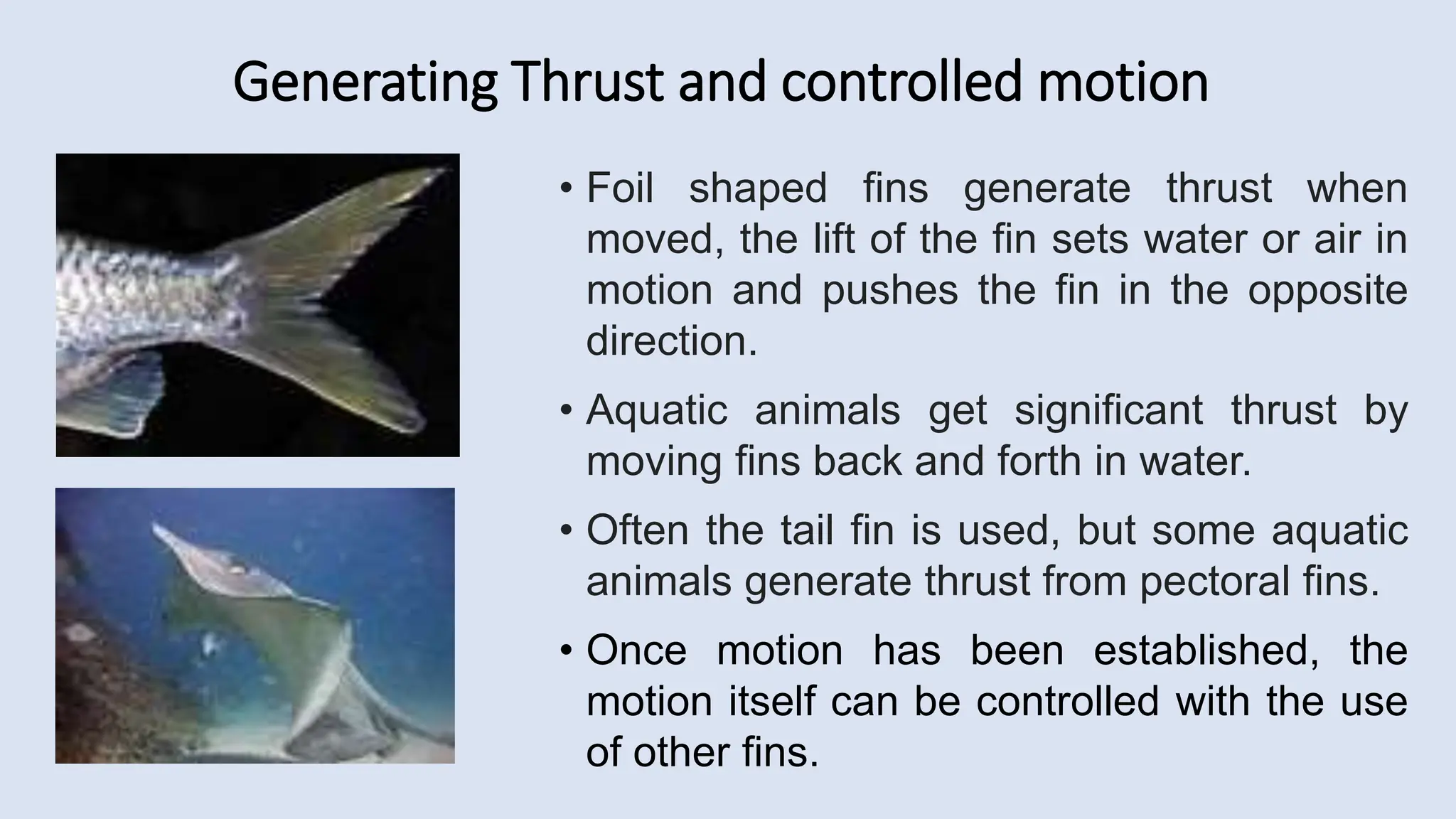 Fins and locomotion in fishes by Iram Bee M.Sc. II Year.pptx
