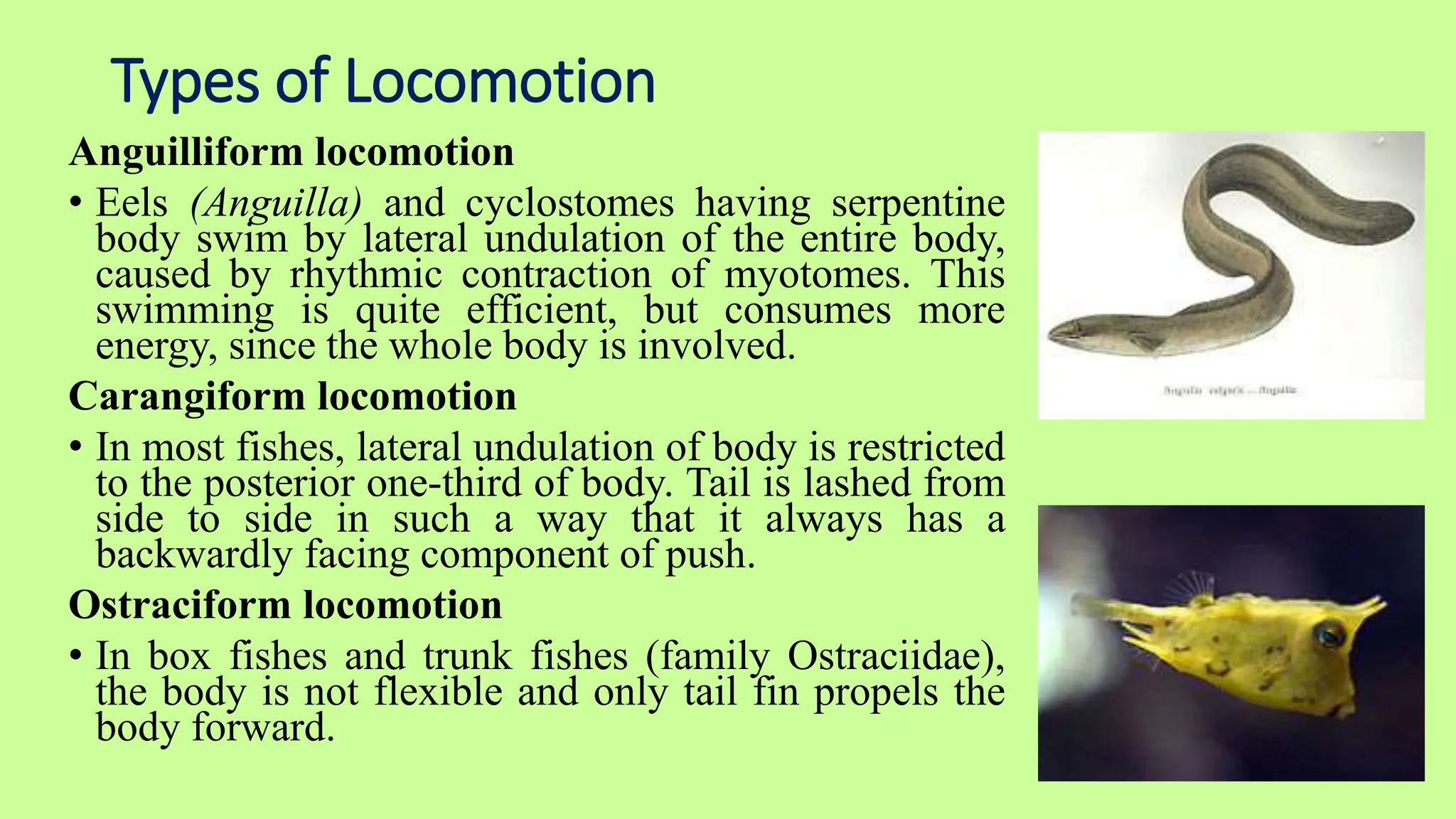 Fins and locomotion in fishes by Iram Bee M.Sc. II Year.pptx