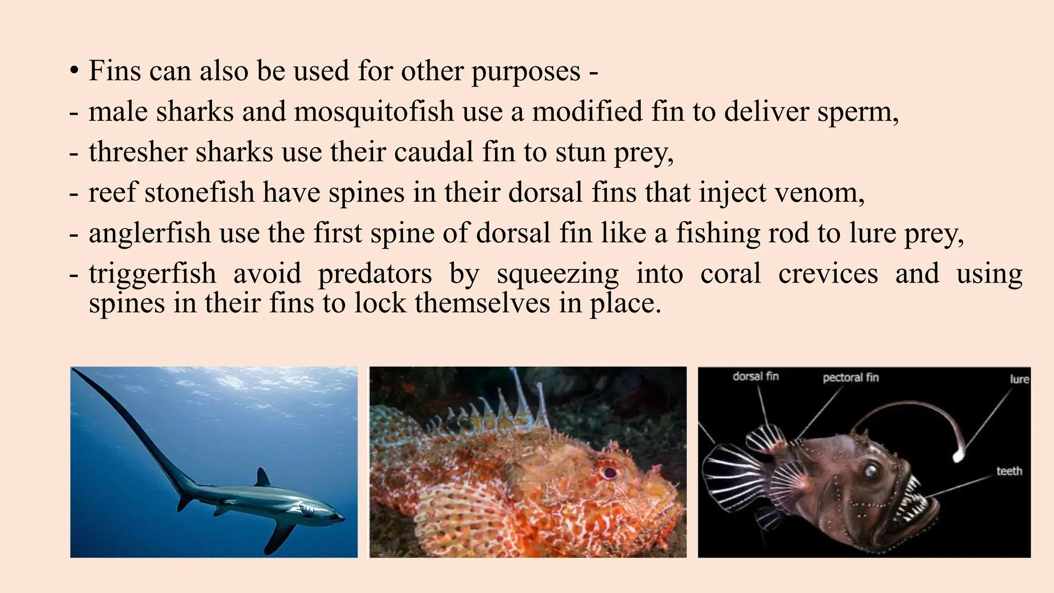 Fins and locomotion in fishes by Iram Bee M.Sc. II Year.pptx