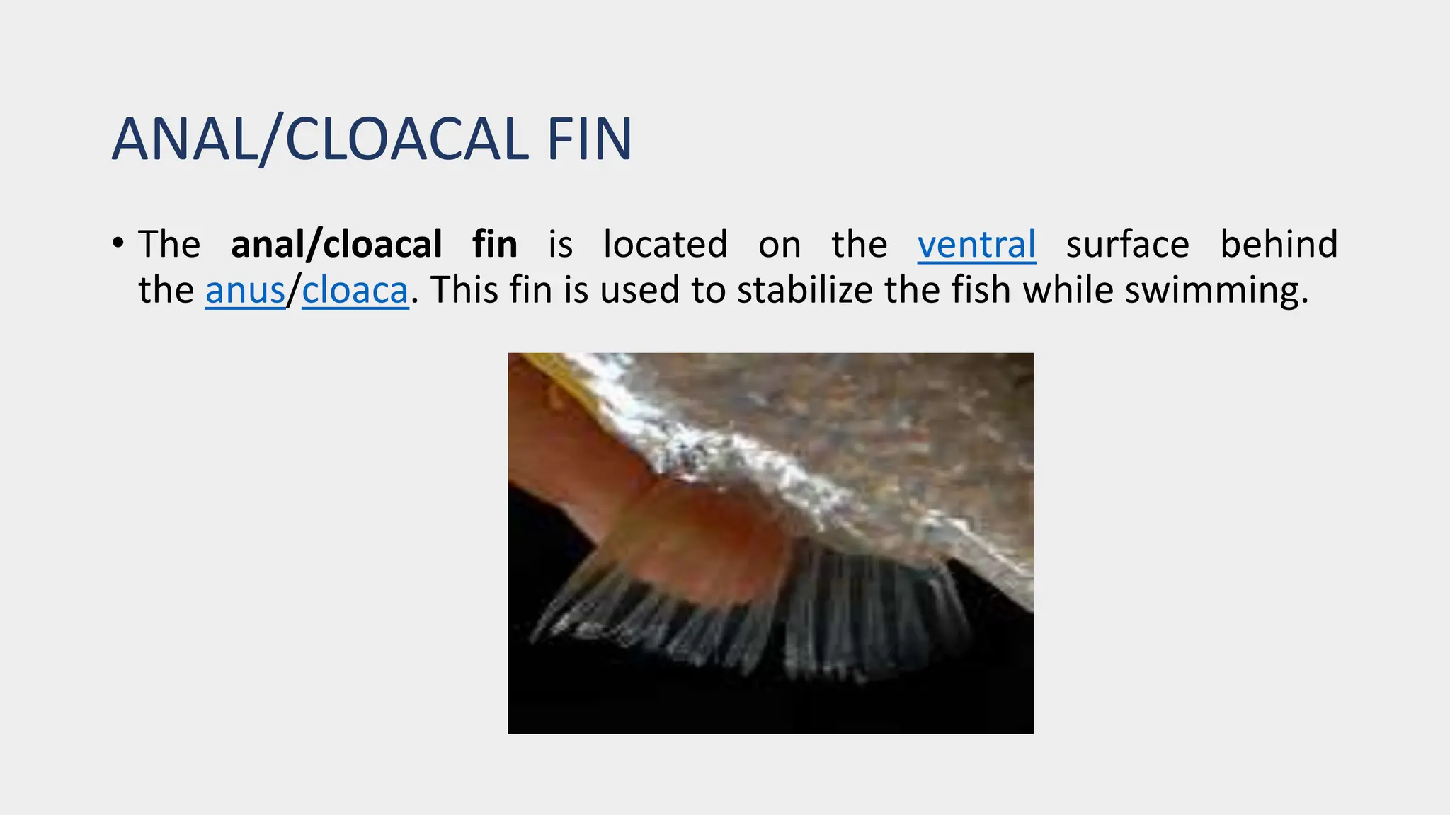 Fins and locomotion in fishes by Iram Bee M.Sc. II Year.pptx