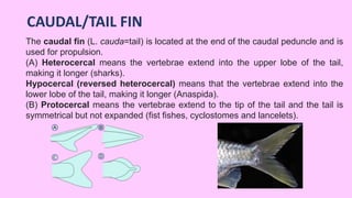 Fins and locomotion in fishes by Iram Bee M.Sc. II Year.pptx