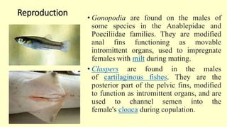 Fins and locomotion in fishes by Iram Bee M.Sc. II Year.pptx