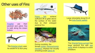 Fins and locomotion in fishes by Iram Bee M.Sc. II Year.pptx