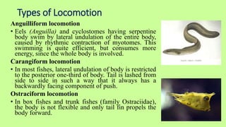 Fins and locomotion in fishes by Iram Bee M.Sc. II Year.pptx