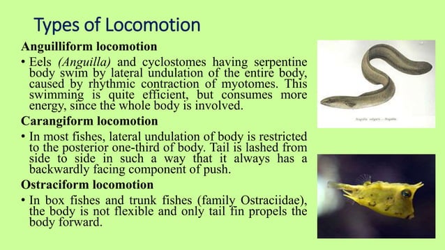 Fins and locomotion in fishes by Iram Bee M.Sc. II Year.pptx