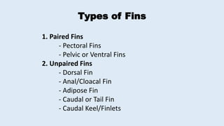 Fins and locomotion in fishes by Iram Bee M.Sc. II Year.pptx