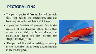 Fins and locomotion in fishes by Iram Bee M.Sc. II Year.pptx