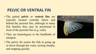 Fins and locomotion in fishes by Iram Bee M.Sc. II Year.pptx