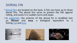 Fins and locomotion in fishes by Iram Bee M.Sc. II Year.pptx