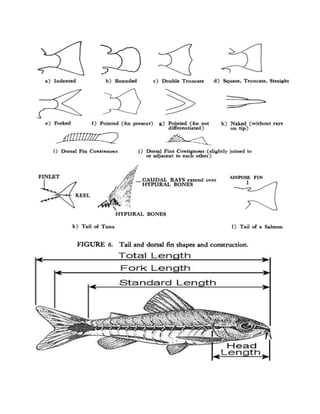 Fin shapes | PDF