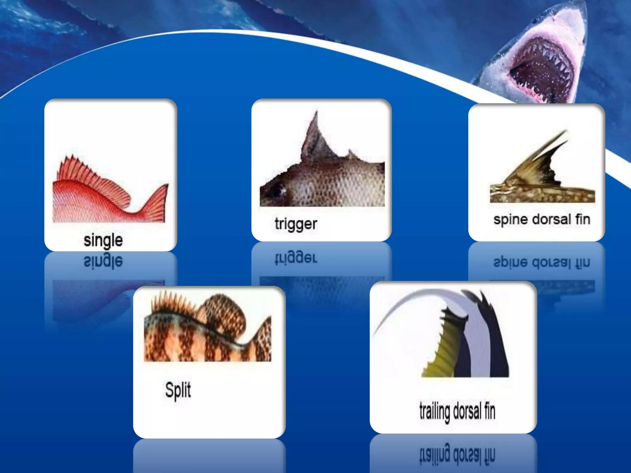 FINS IN FISHES ZOOLOGY.pptx