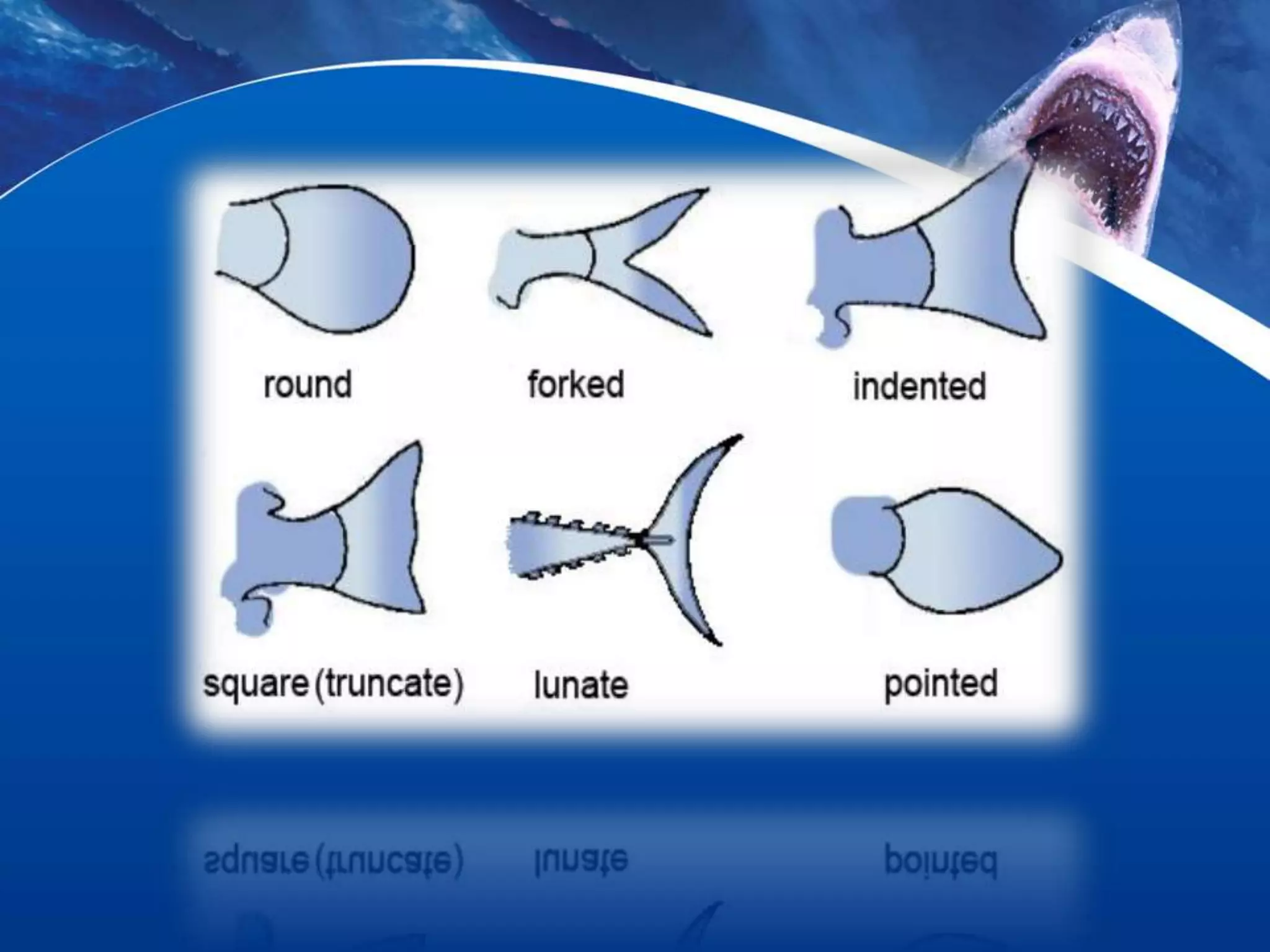 FINS IN FISHES ZOOLOGY.pptx
