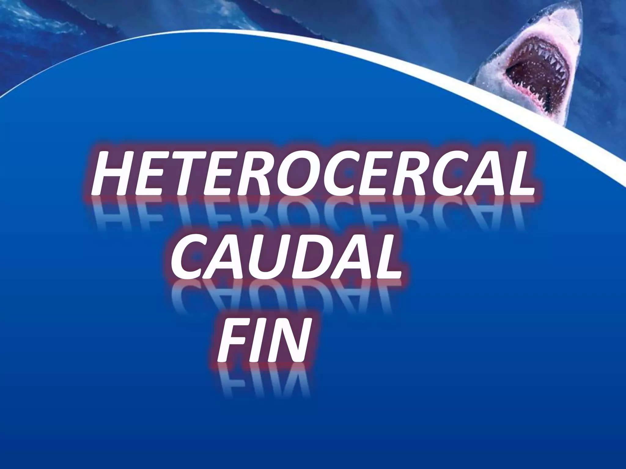 FINS IN FISHES ZOOLOGY.pptx