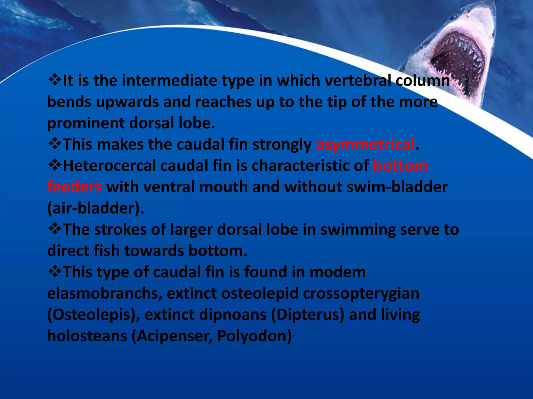 FINS IN FISHES ZOOLOGY.pptx