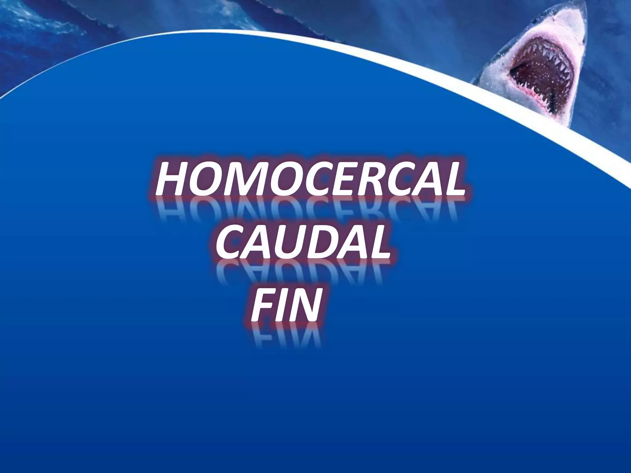 FINS IN FISHES ZOOLOGY.pptx