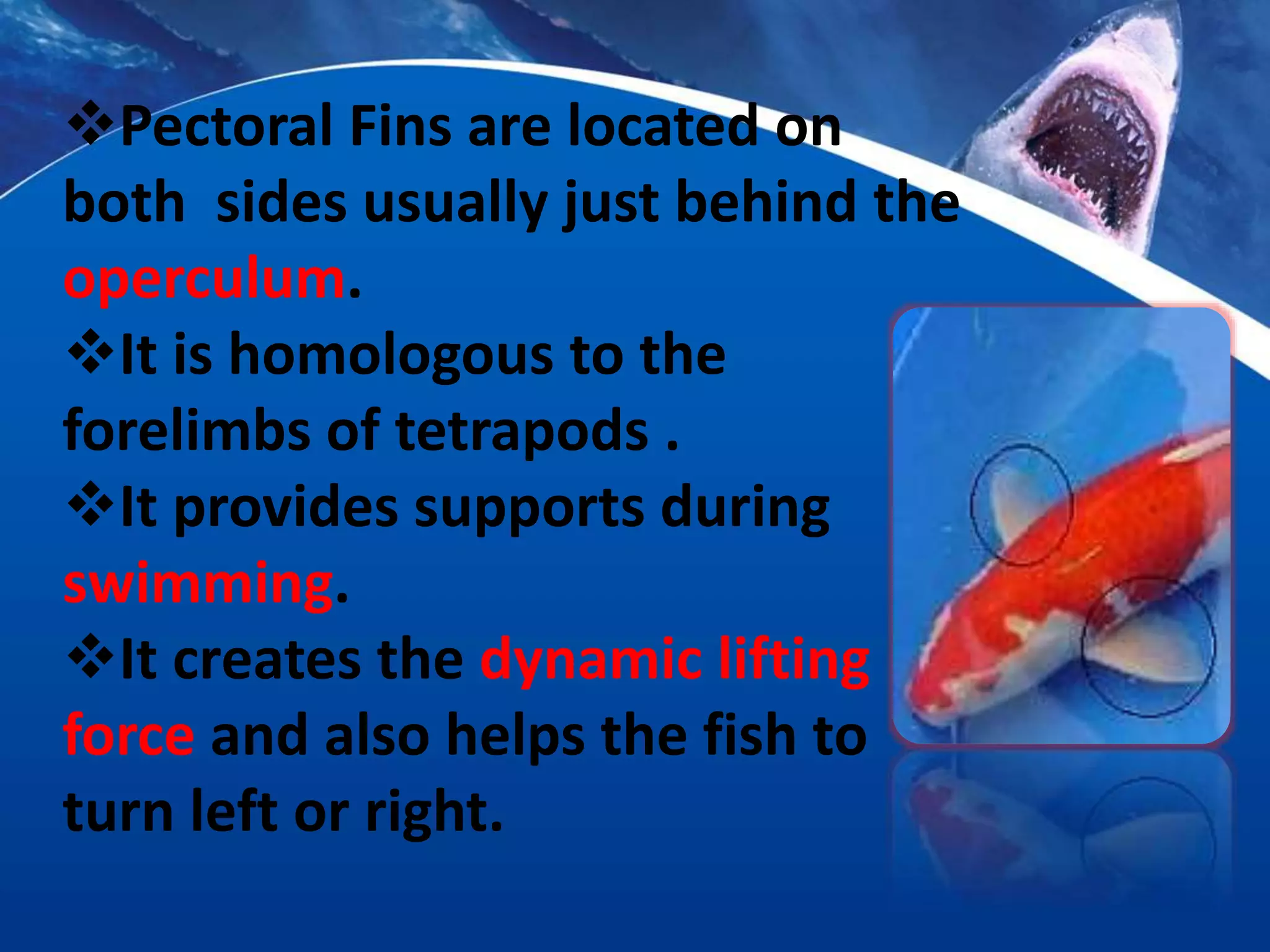 FINS IN FISHES ZOOLOGY.pptx