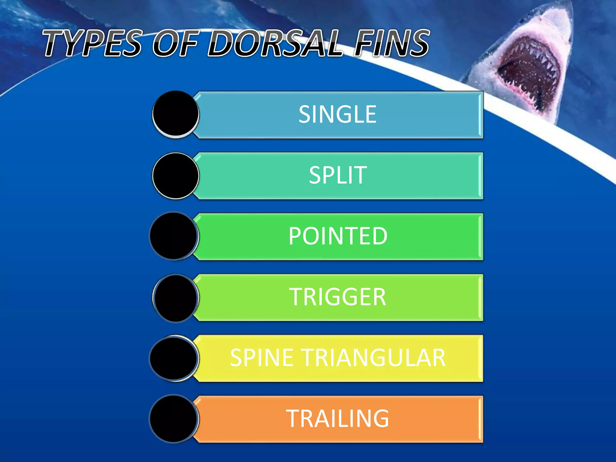 FINS IN FISHES ZOOLOGY.pptx